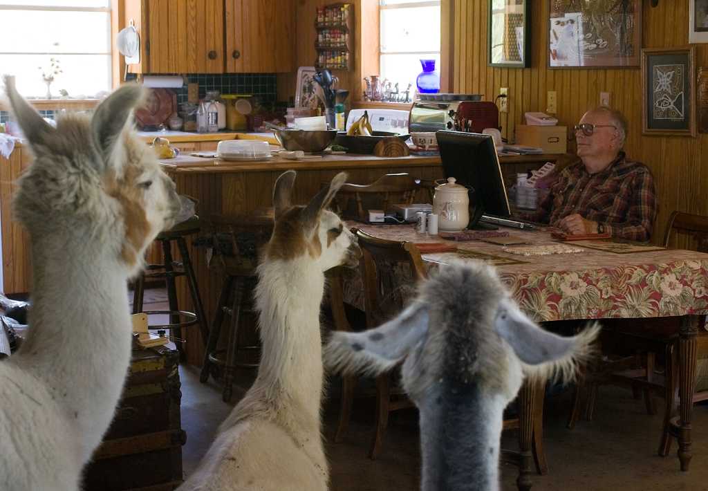 In this heat, llamas get comforts of home