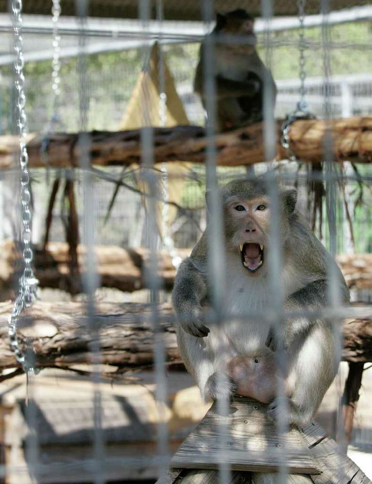 Animal sanctuary takes in abused monkeys
