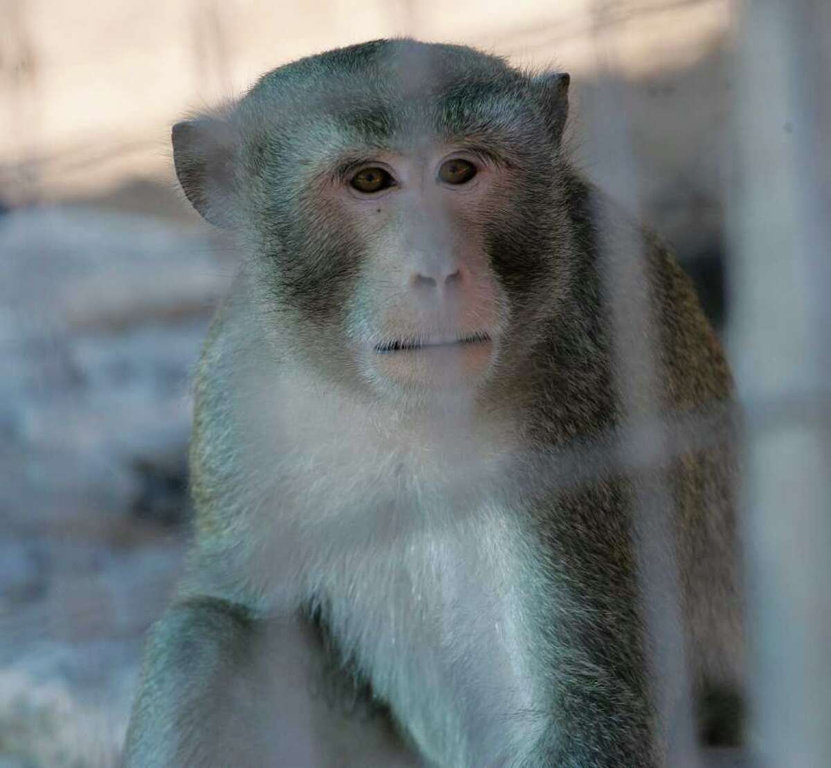 Animal sanctuary takes in abused monkeys