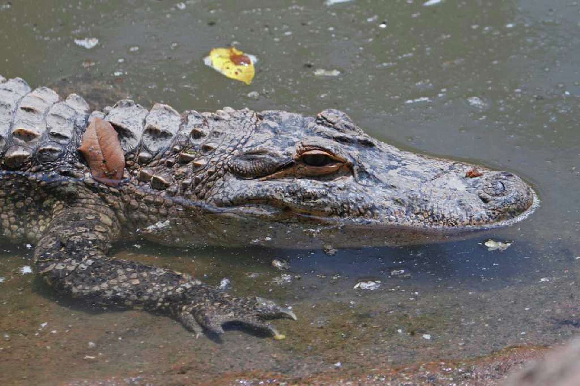 Reptile show slithers into Beardsley Zoo