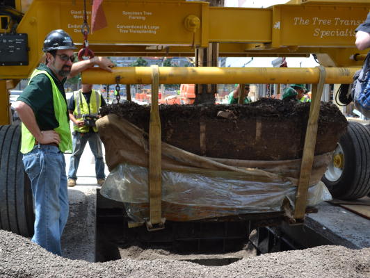 Texan cares for Ground Zero trees during work at 9/11 site
