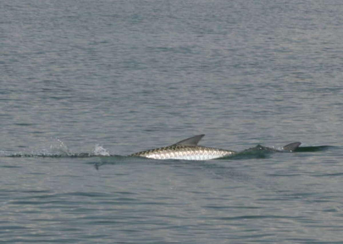 Tompkins: For many Texas anglers, silver kings are gold