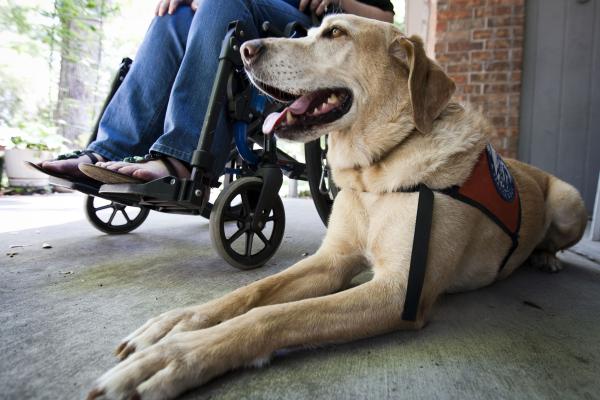 Service dogs show up for work every day