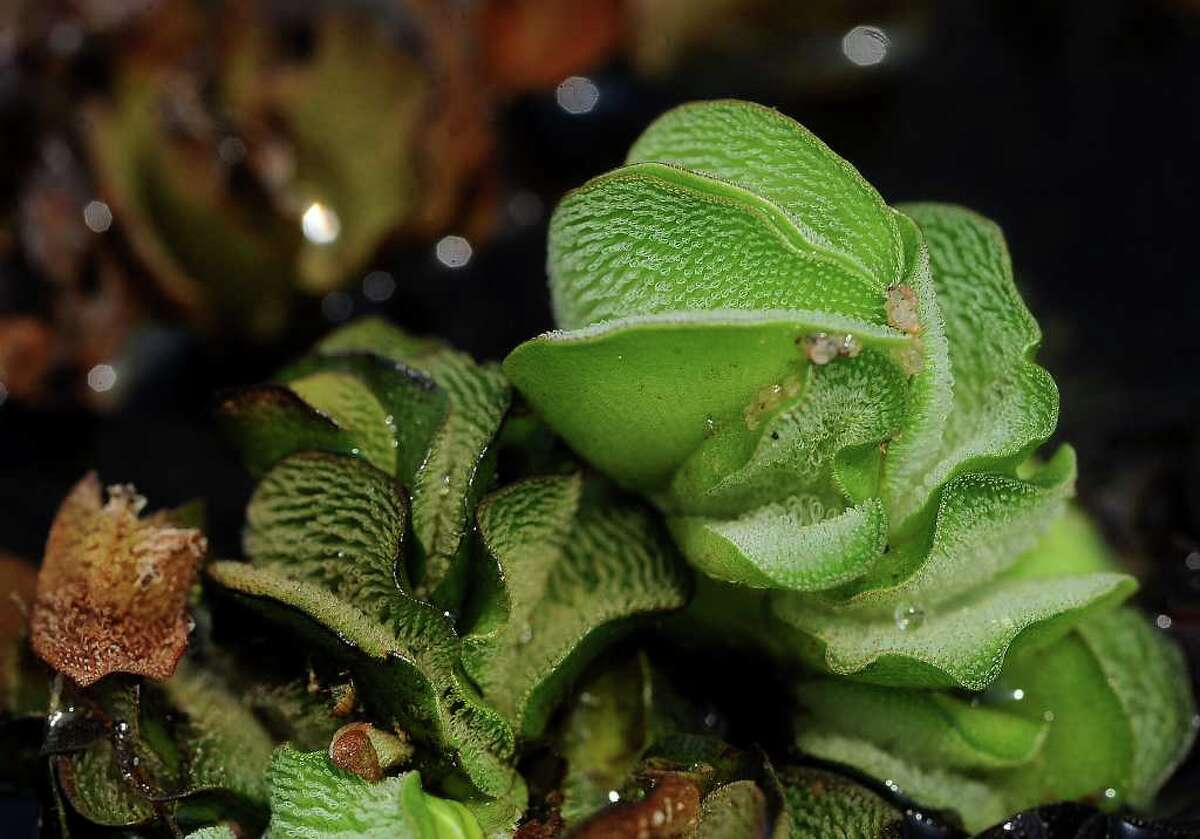East Texas uses weevils to clear out the salvinia choking lakes