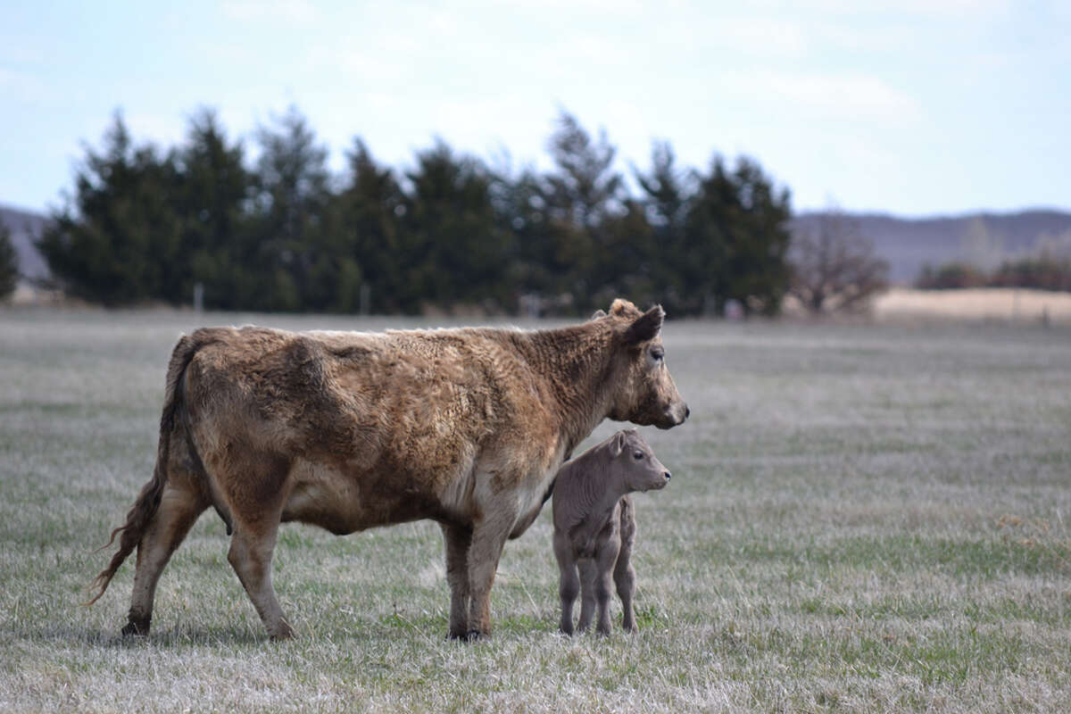 Fairfield 'cowboy' raises organic, grass-fed cattle on Nebraska ranch