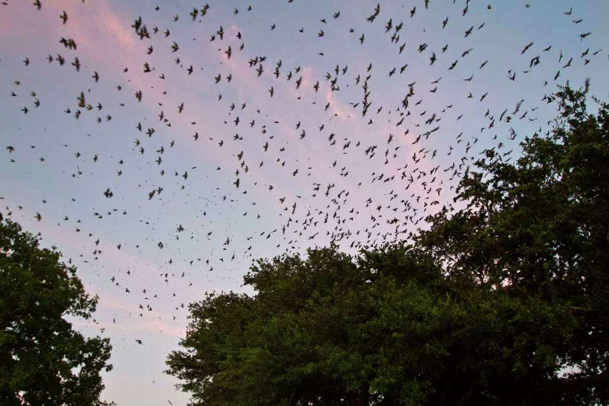 Thousands of purple martins - a sight not to be missed