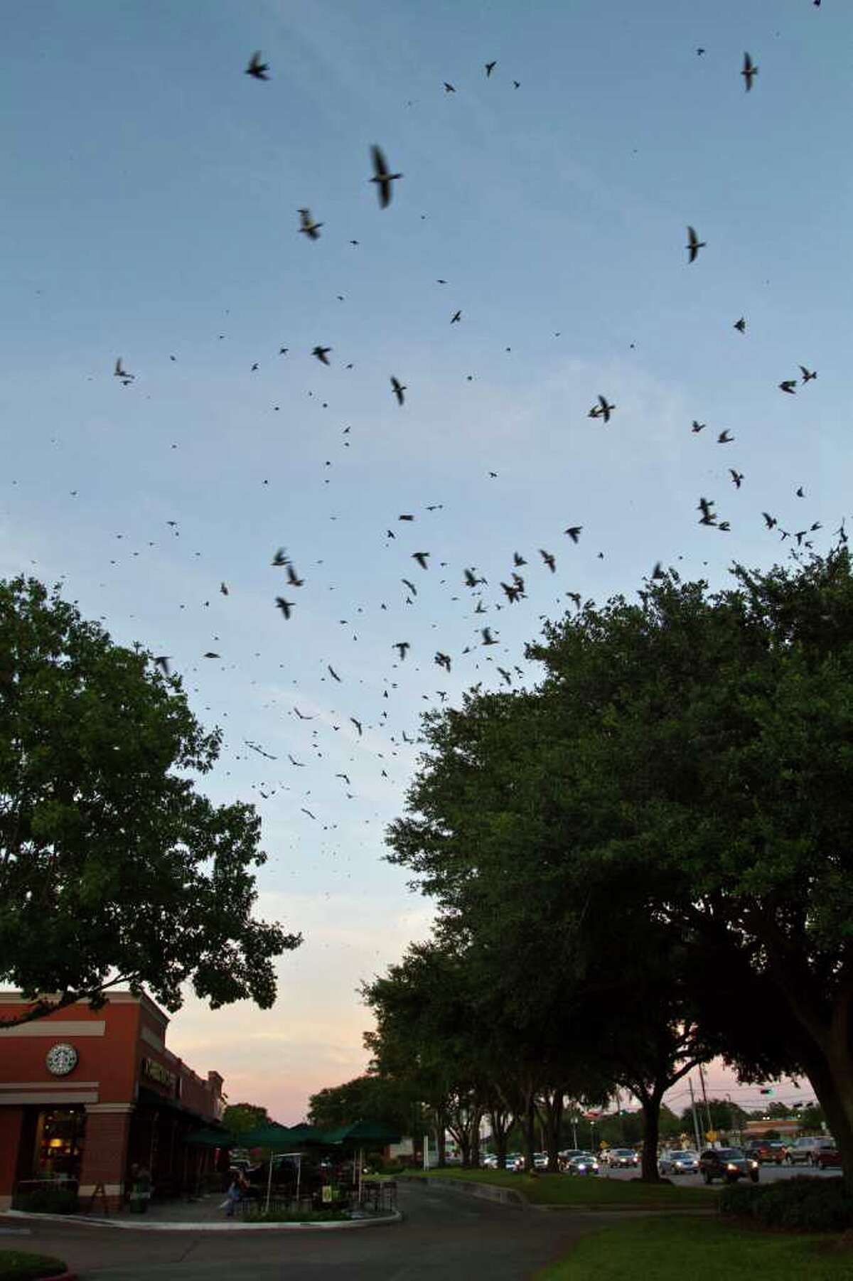 Thousands of purple martins - a sight not to be missed