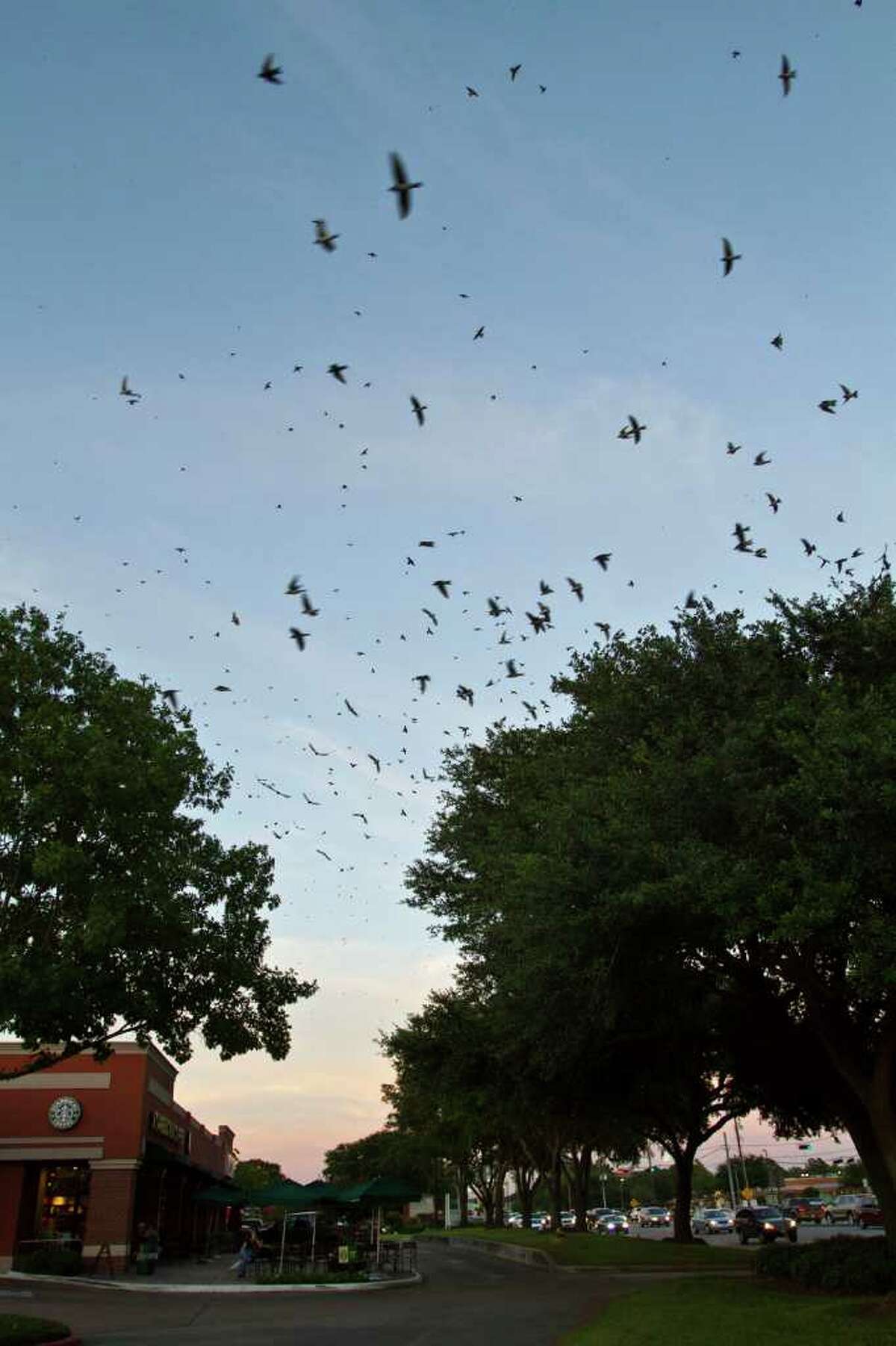 Thousands of purple martins - a sight not to be missed
