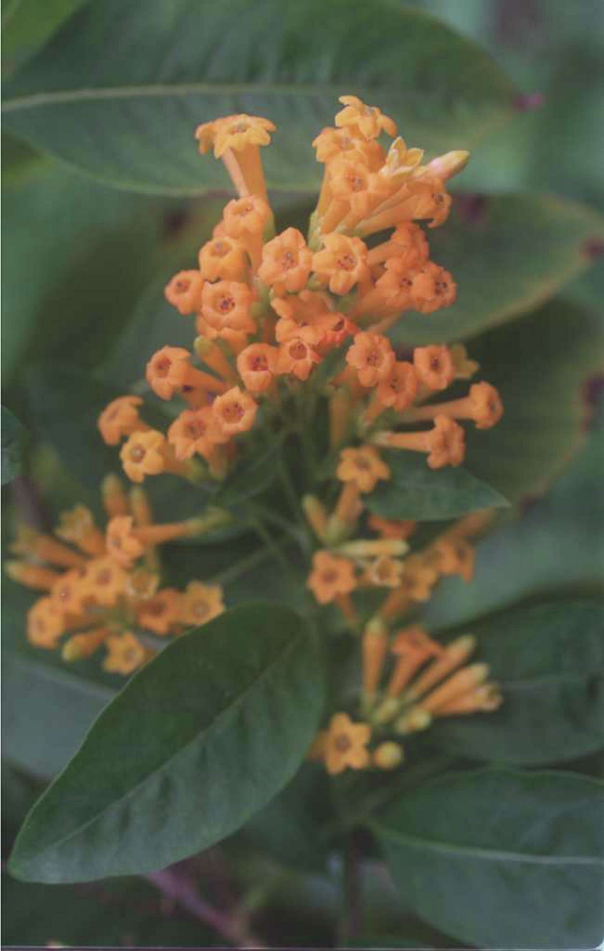 Hardy plants laugh off heat and drought