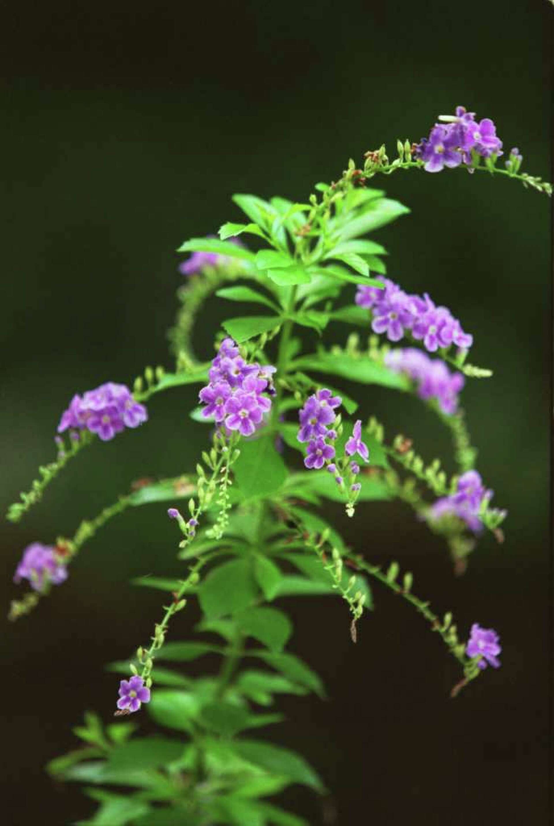 These hardy plants laugh off heat and drought