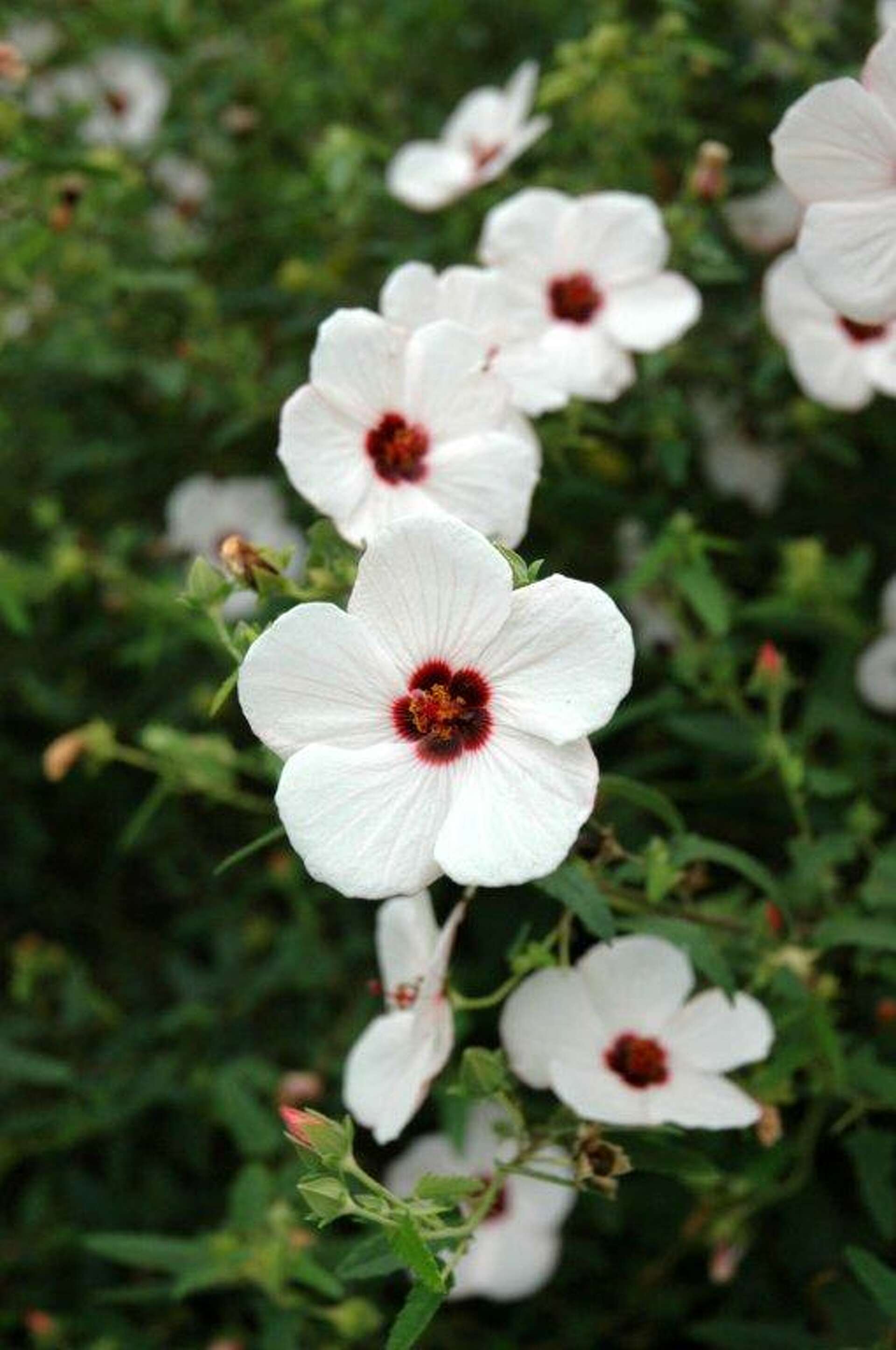 These hardy plants laugh off heat and drought
