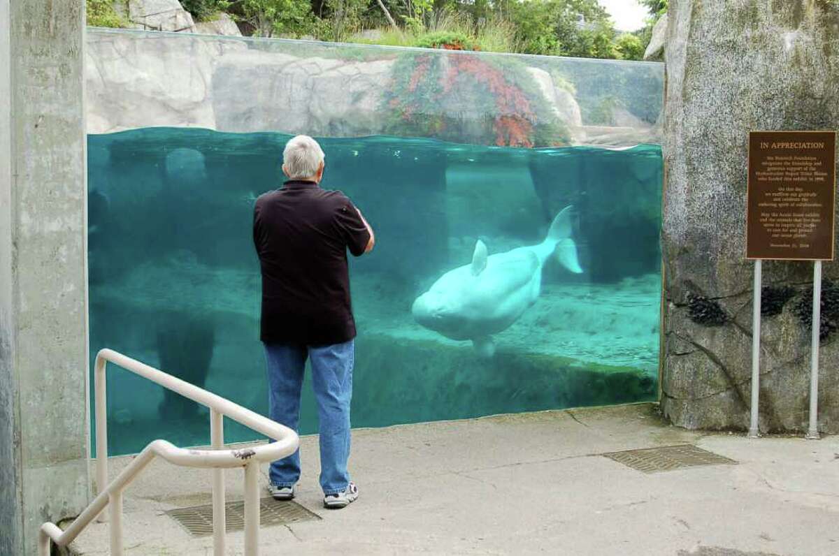 Mystic Aquarium, Seaport offer array of fun activies