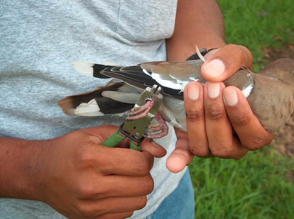 Dove hunters asked to lend a hand with bands