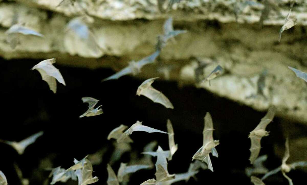 World's biggest bat show opened to public