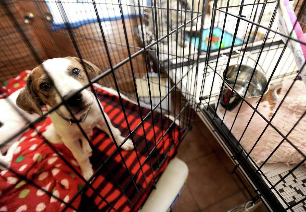 Humane Society of Southeast Texas cares for more than 1,000 animals