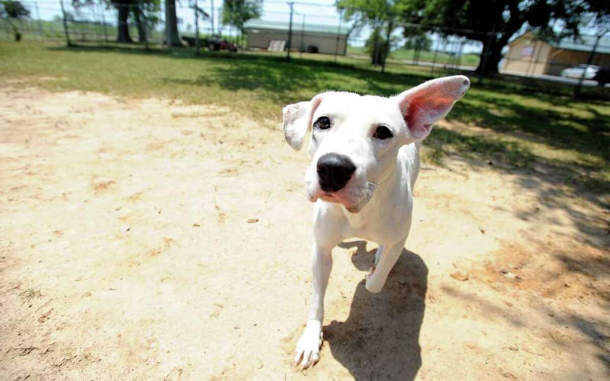 Humane Society of Southeast Texas cares for more than 1,000 animals