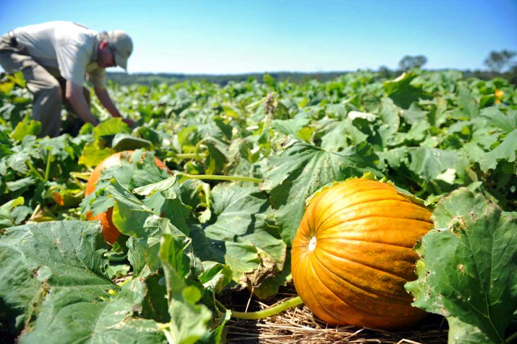 Preparation, luck saved crops from Irene's wrath