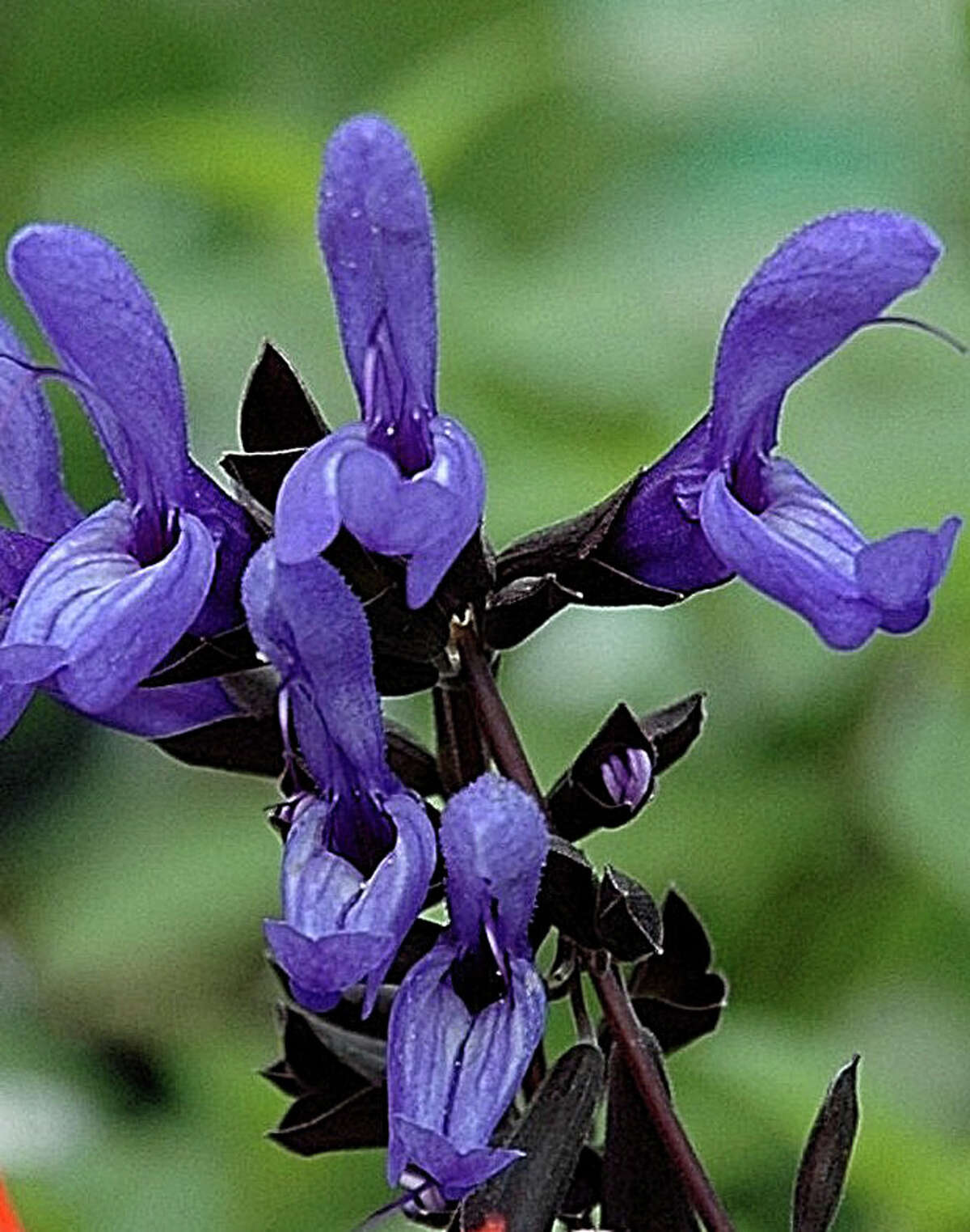 Plant blue anise sage for hummingbirds