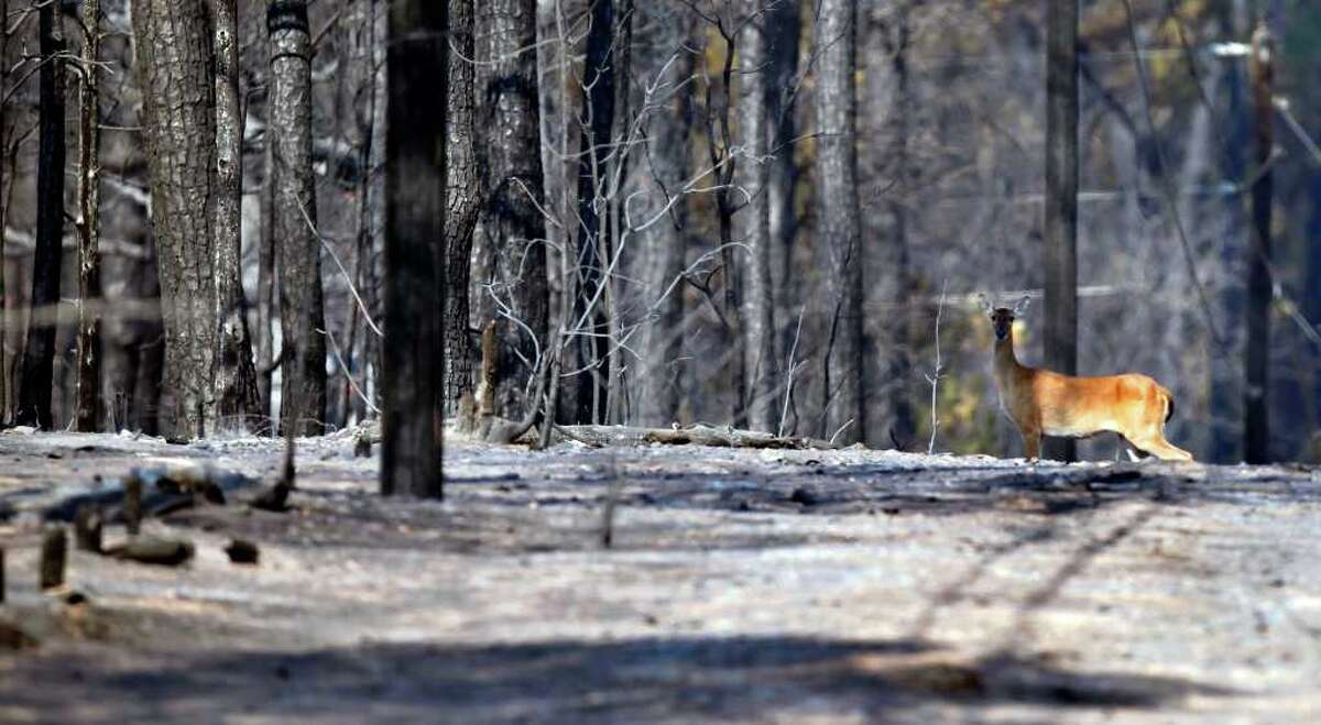 Who can return, to what in Bastrop?