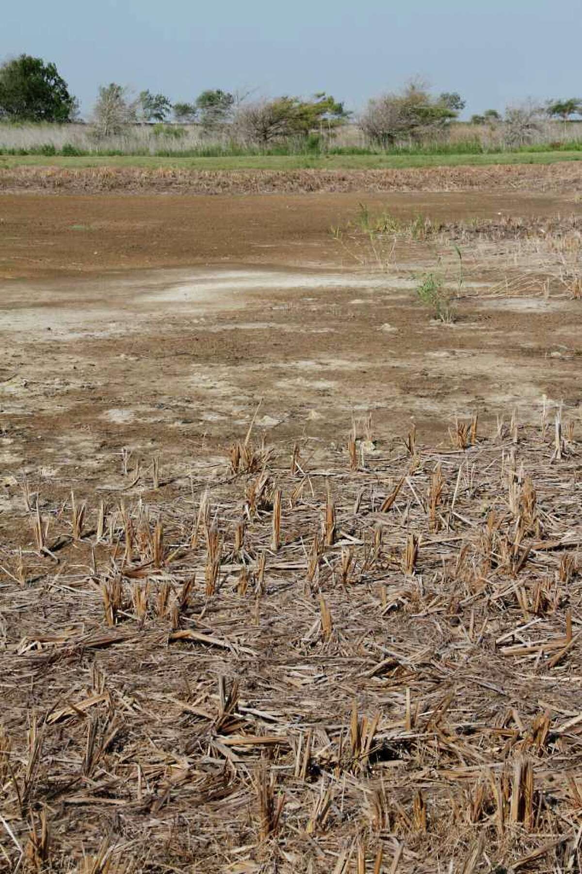 Drought limits habitat for record numbers of incoming teal