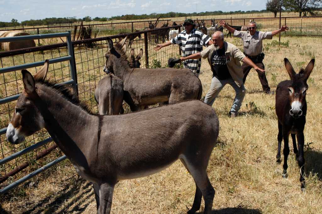 Donkey dumping is on the rise as the drought continues