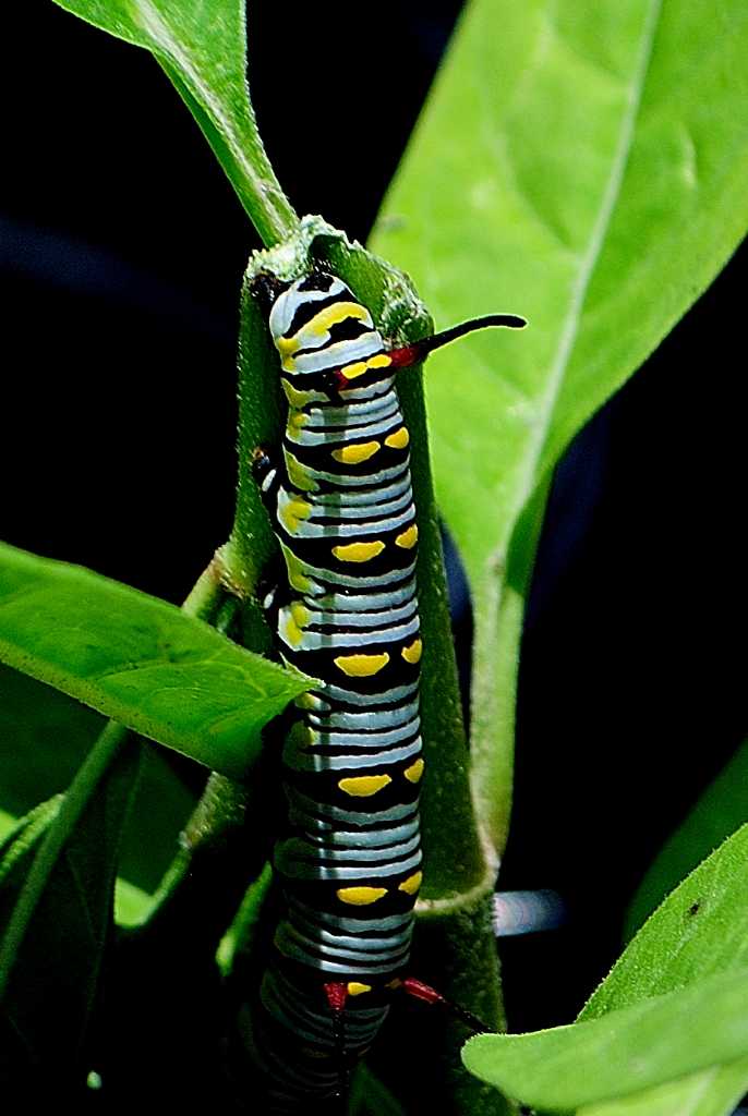 The amazing lives of butterflies