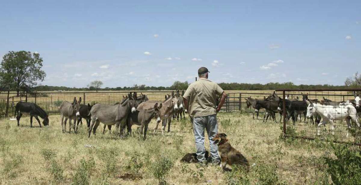 Donkey dumping is on the rise as the drought continues