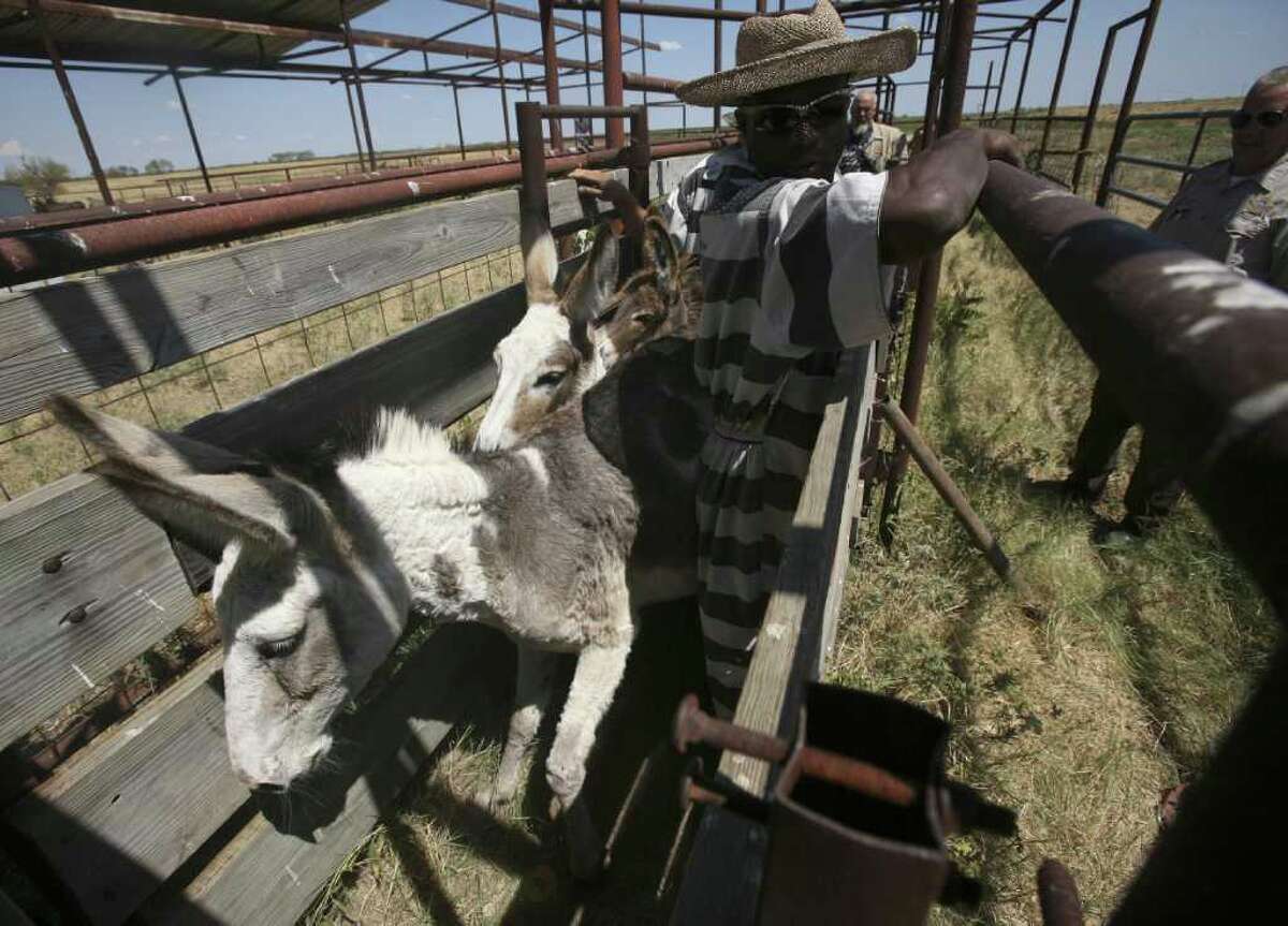 Donkey dumping is on the rise as the drought continues