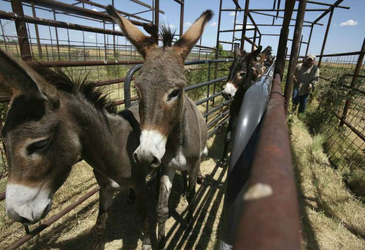 Donkeys rescue