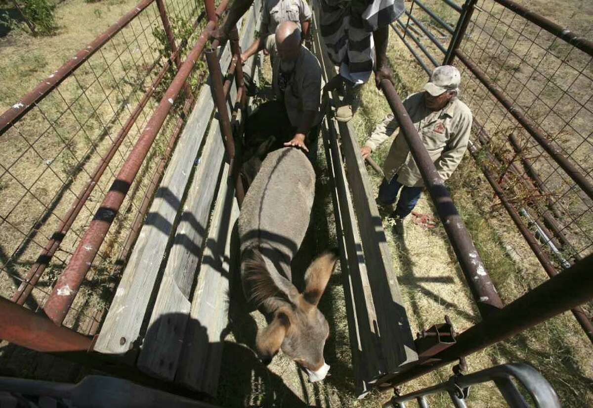 Donkey dumping is on the rise as the drought continues