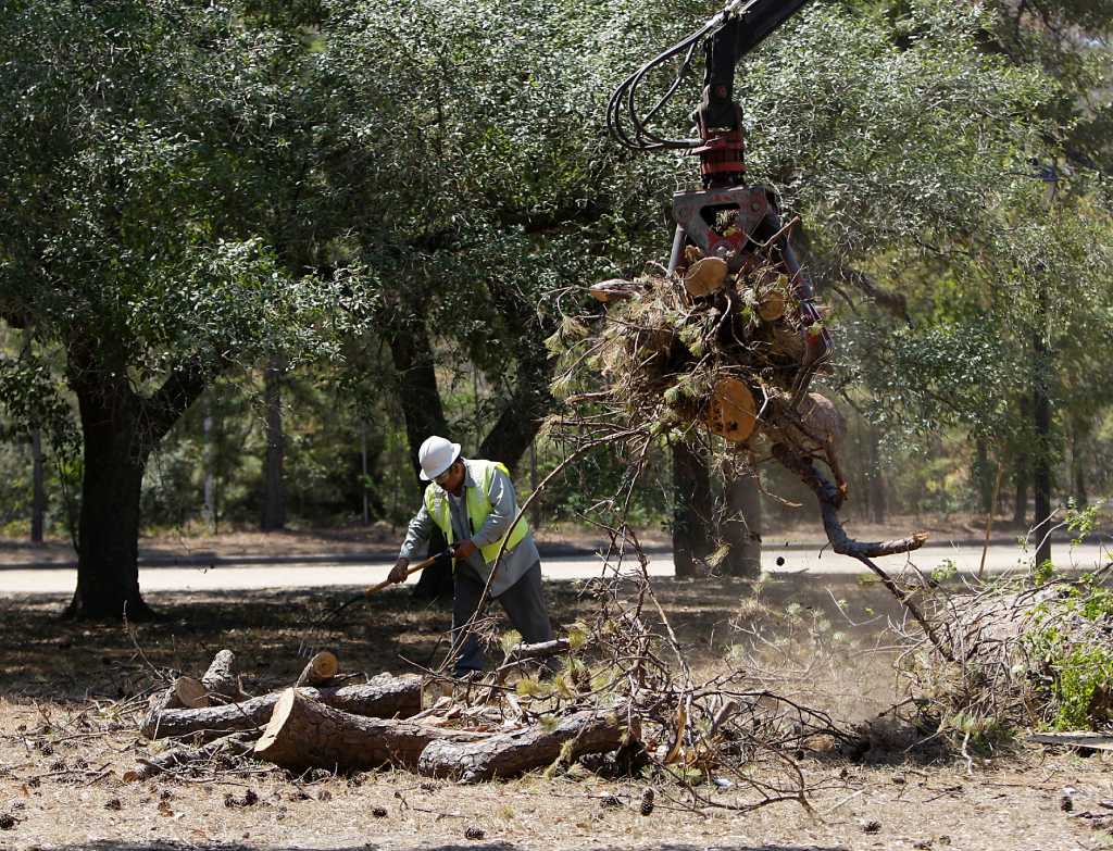 What you can do to save our trees