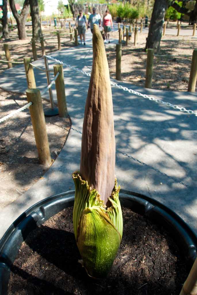 Corpse flower set to bloom at Houston Zoo