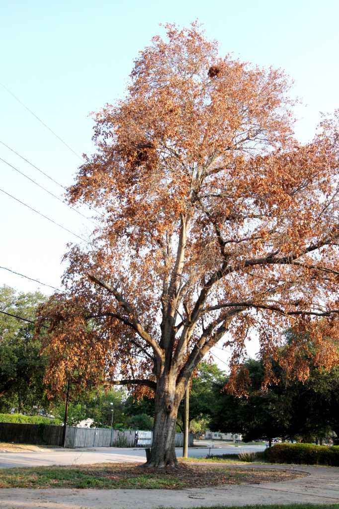 Drought takes a toll on Katy trees