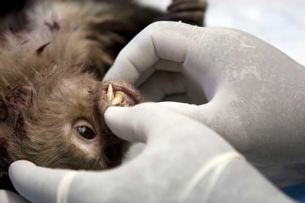 capuchin monkey pet attack