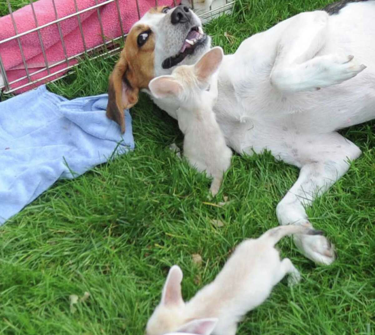 Rescue dog nurses baby foxes
