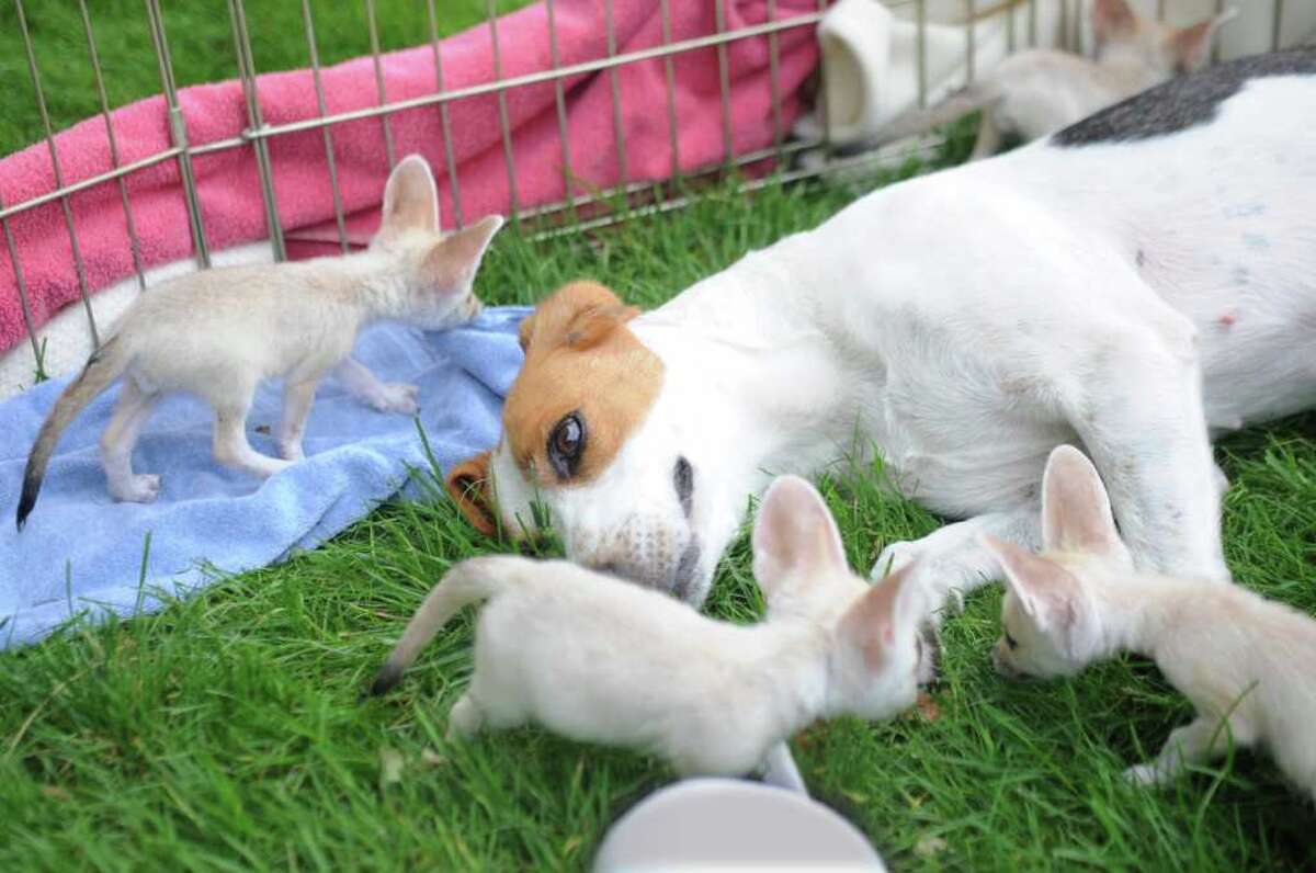 Rescue dog nurses baby foxes