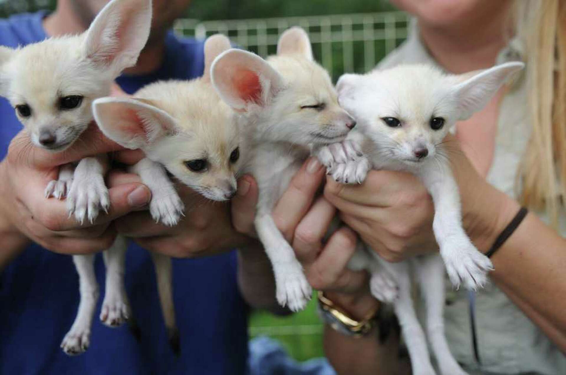 Rescue dog nurses baby foxes