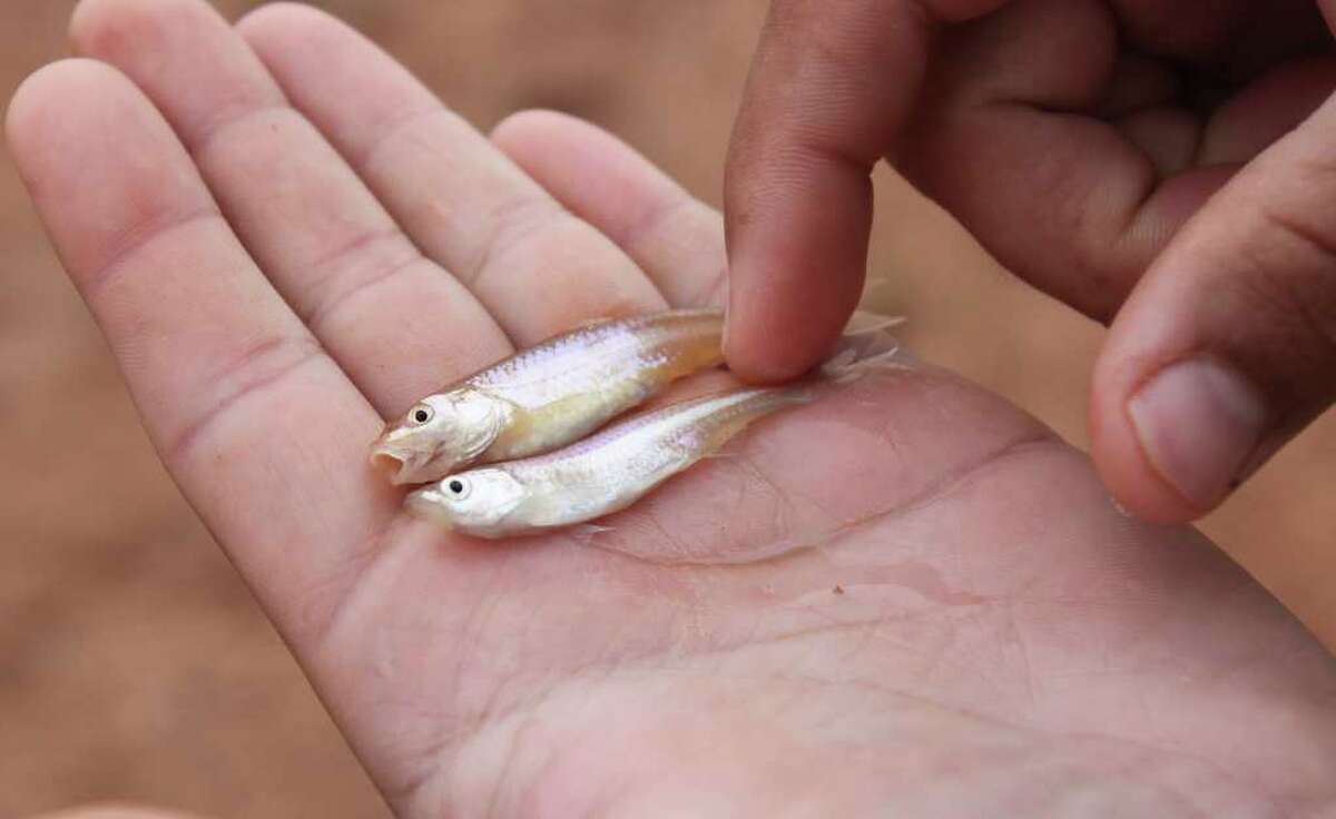 Texas minnows added to endangered list