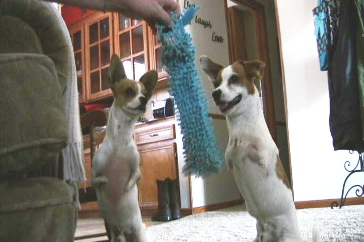 Legless dogs bring joy to caretaker's home