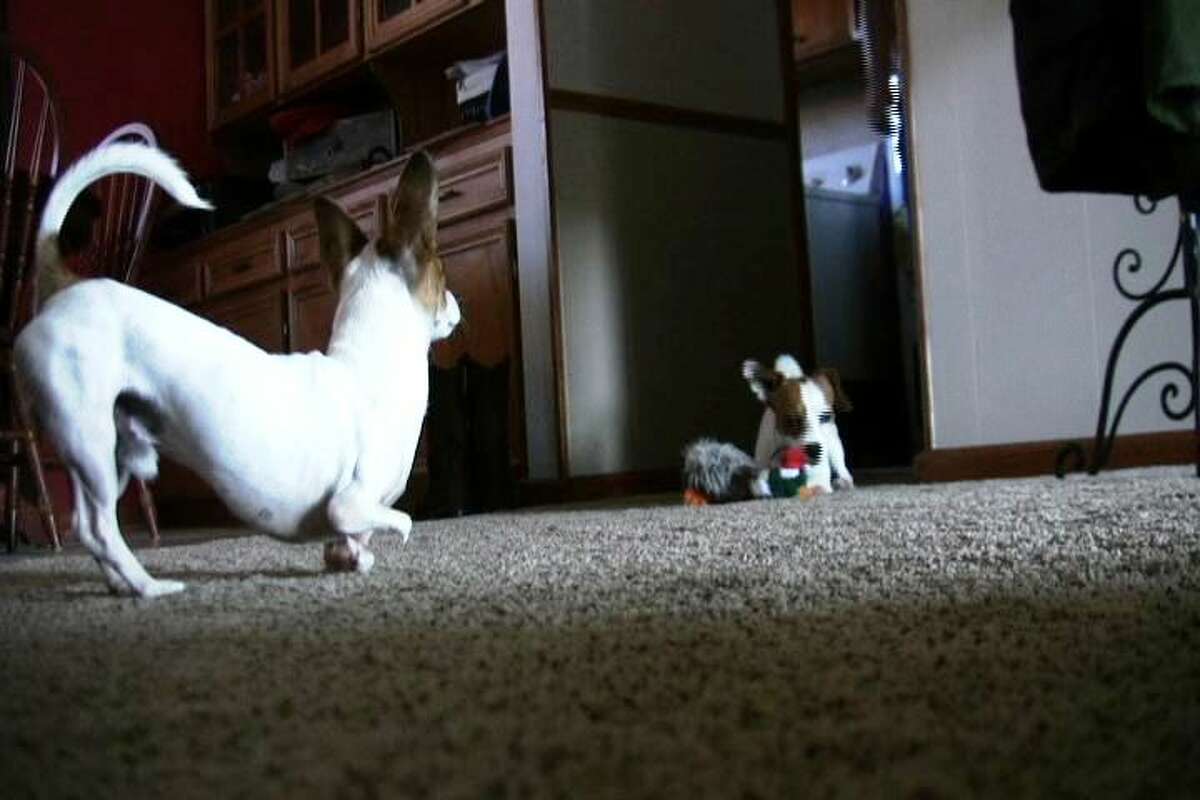Legless dogs bring joy to caretaker's home
