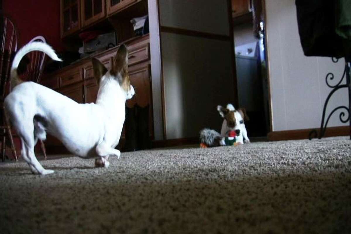 Legless dogs bring joy to caretaker's home
