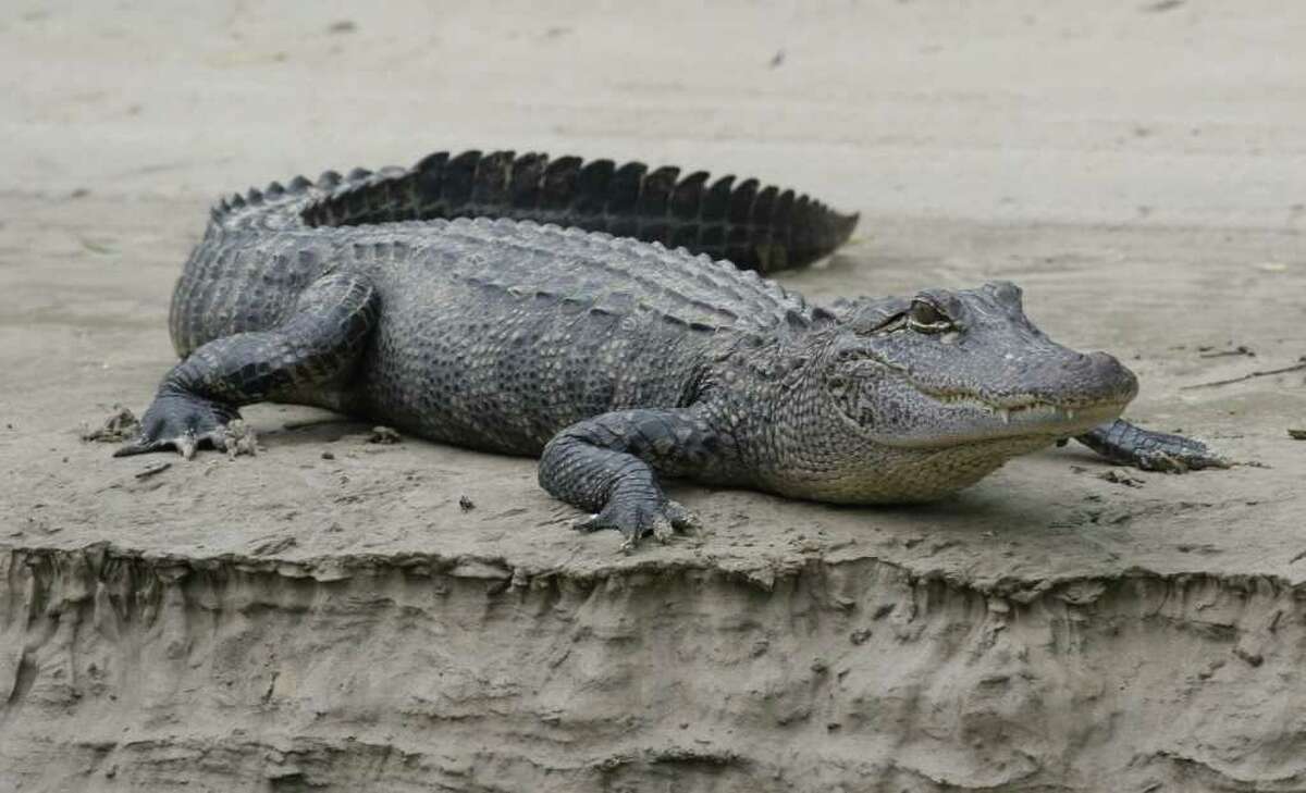 Tompkins: Texas' alligator population thriving despite setbacks