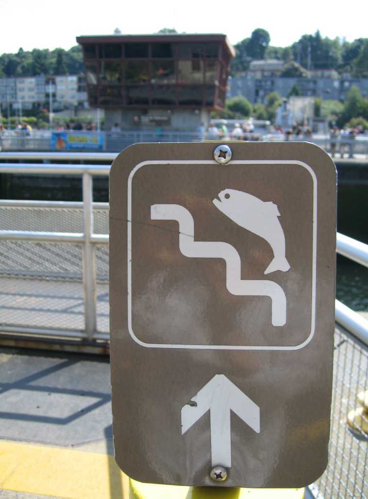 Taking a salmon tour of Seattle