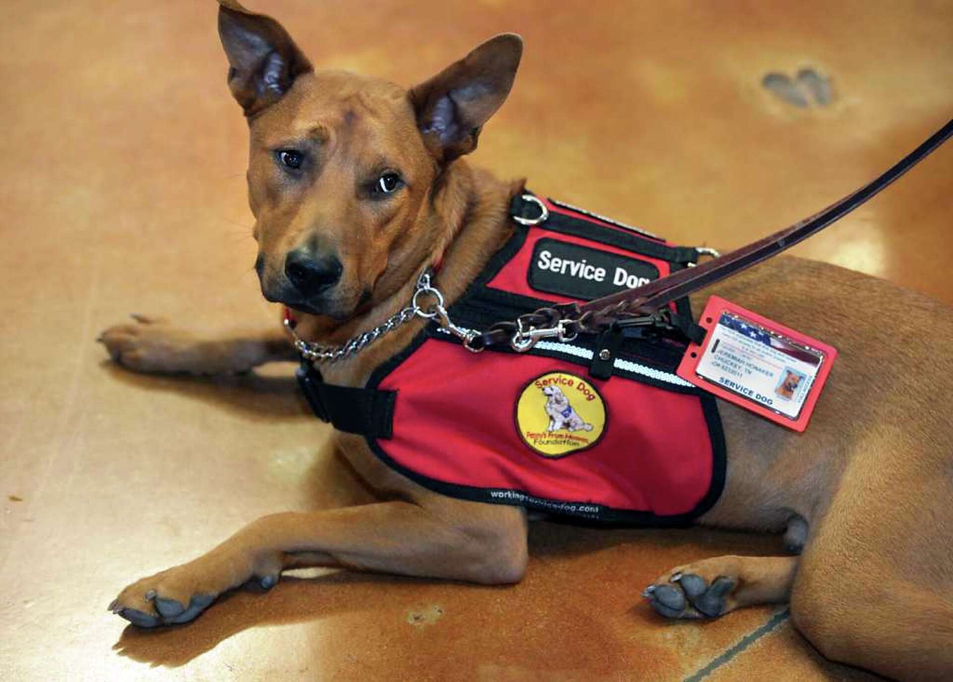 Service dogs help warriors coping with PTSD