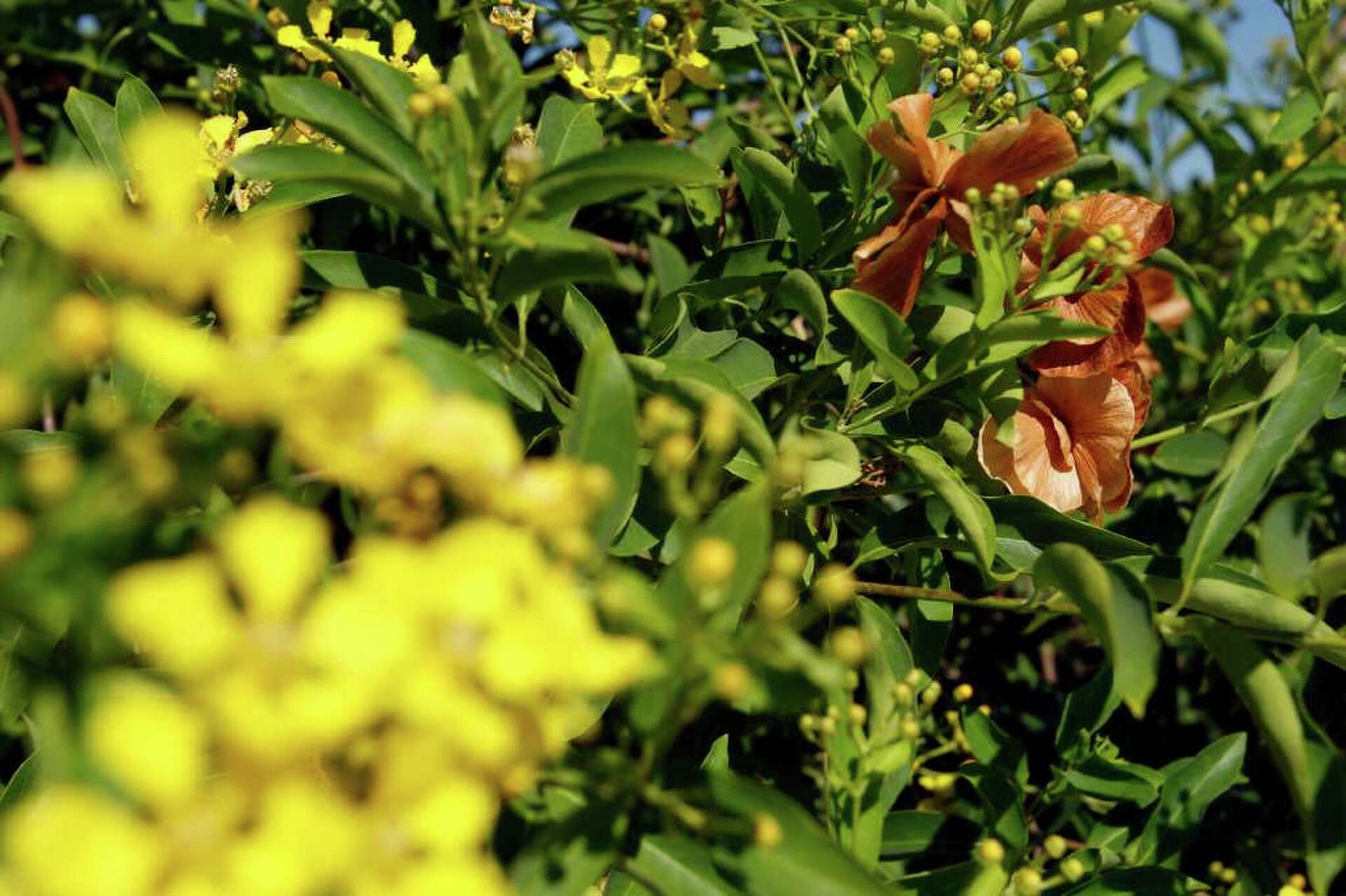 Water-saving plants also ease garden work
