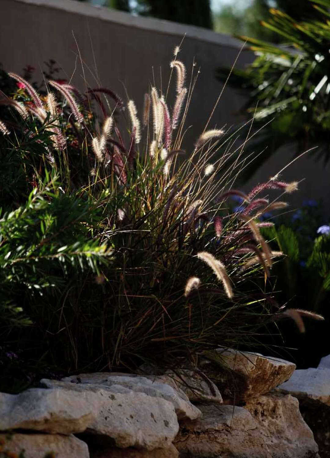 Water-saving plants also ease garden work