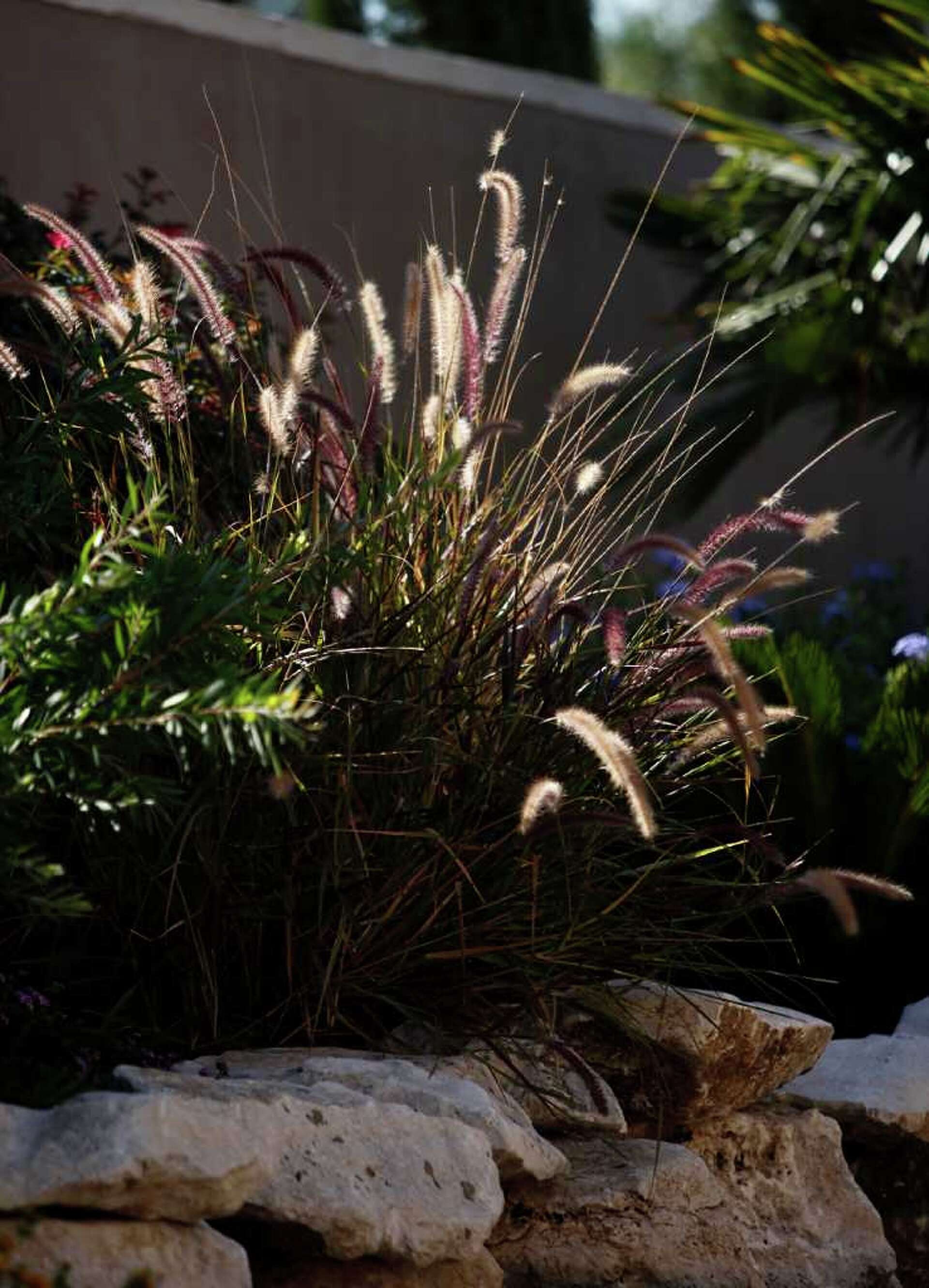 Water-saving plants also ease garden work