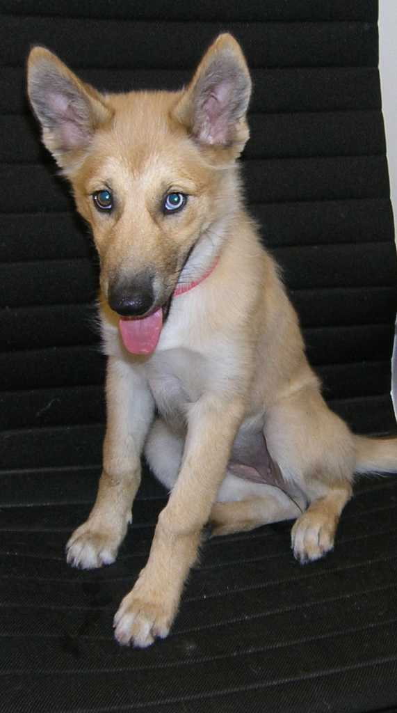 Pethouse Pet of the Week: Baha
