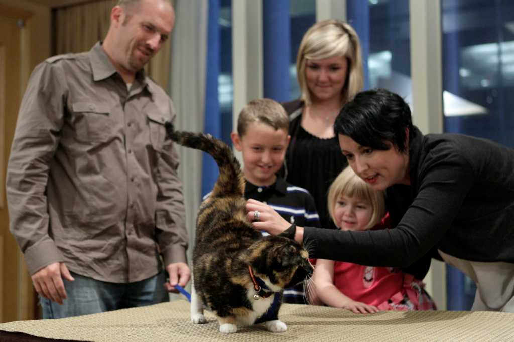 Willow the cat is reunited with owners in NYC