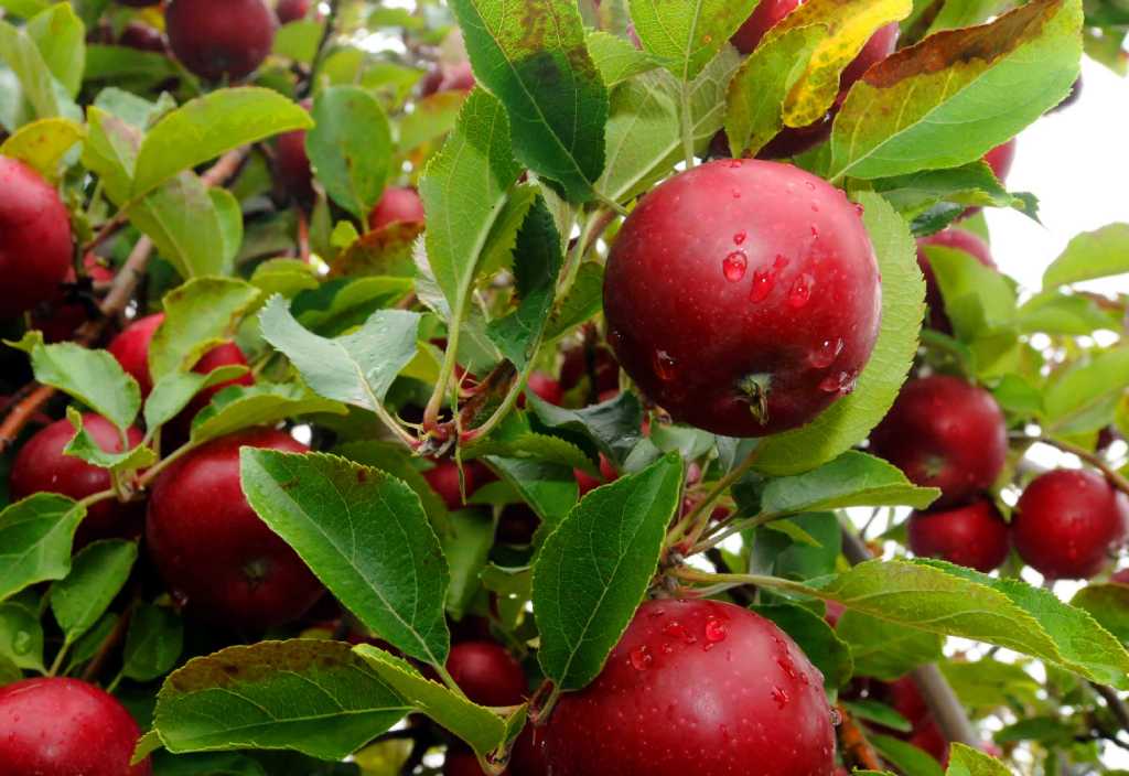 Apple crop weathers tropical storms